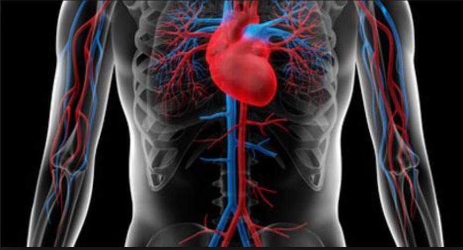 LE SYSTEME CARDIO VASCULAIRE : les préconisations pour éviter les ...